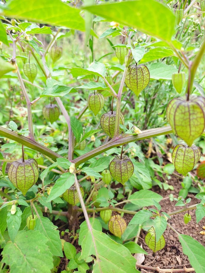 Ciplukan Fruit is Useful for Medicine Stock Photo - Image of medicine ...