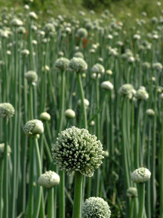 Cipolla selvatica immagine stock. Immagine di naturalness - 24698677