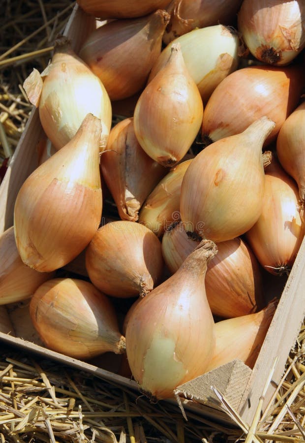 Cipolla Bianca Fresca Dal Giardino Fotografia Stock - Immagine di ...