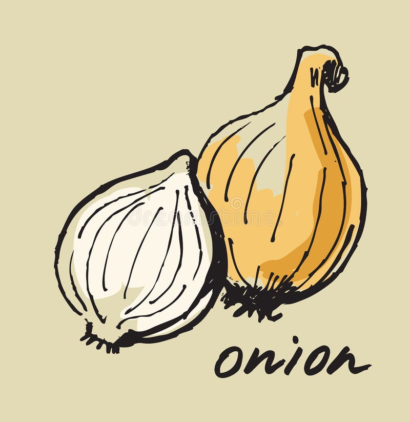 Cipolla disegnata a mano illustrazione vettoriale. Illustrazione di ...