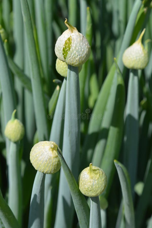 Cipolla Selvatica (aglio Orsino) (ochotense Dell'allium) 2 Fotografia ...