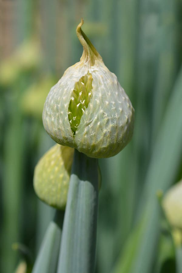 Cipolla selvatica immagine stock. Immagine di aperto - 137221845