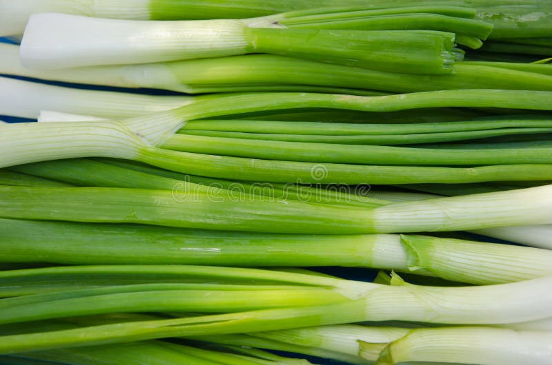 Cipollotto fotografia stock. Immagine di verde, cipolla - 24546840