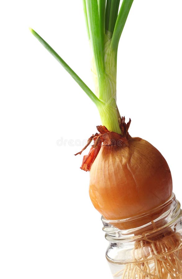 Cipolla Verde Che Cresce in Barattolo Con Acqua Fotografia Stock ...