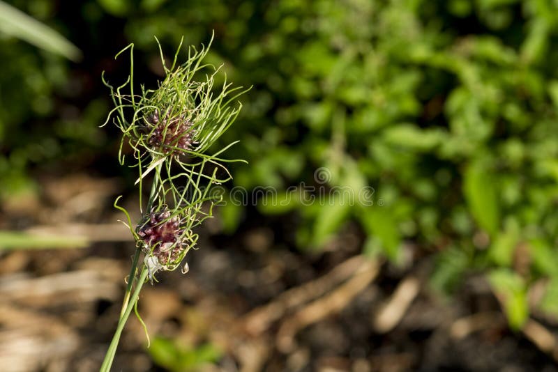 Cipolle selvatiche fotografia stock. Immagine di selvaggio - 31728718