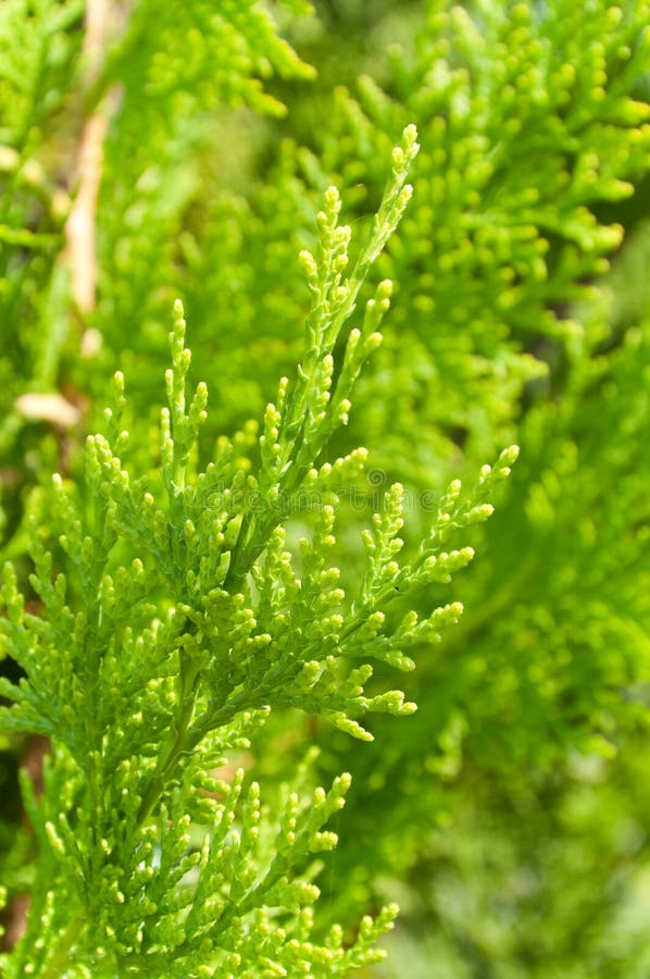 Cipres stock afbeelding. Image of cipres, buiten, naaldboom - 15440777