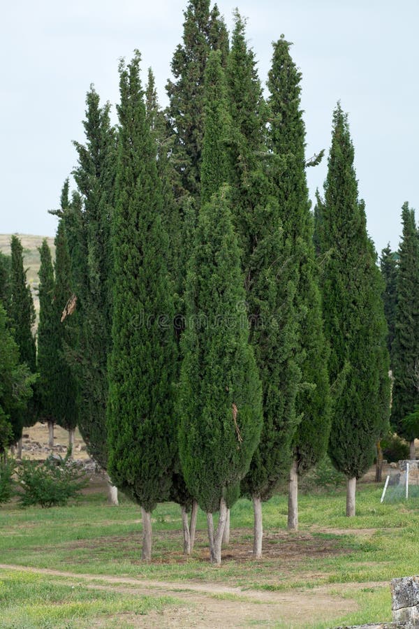 Weg in Tuinrand Met Cipresboom Stock Afbeelding - Image of boom, kromme ...