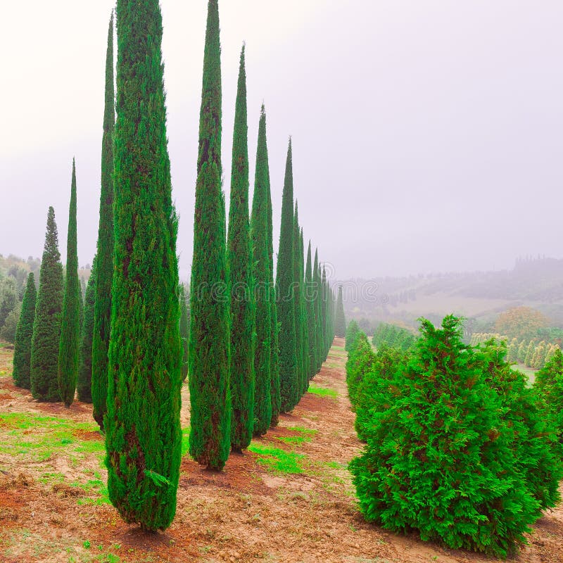 Cipresbomen stock foto. Image of park, groei, sier, flora - 41703810