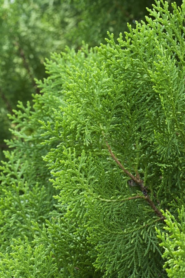 De Boom van de cipres stock foto. Image of boom, plantkunde - 16875840