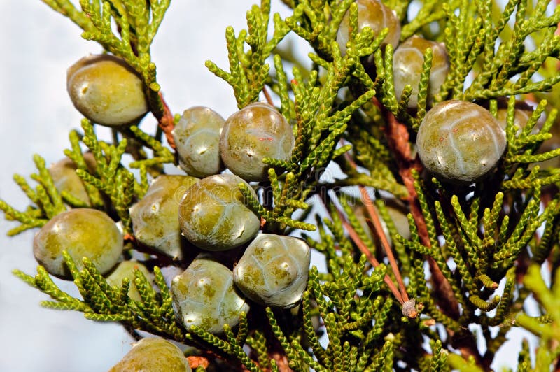Cipresso Mediterraneo (Cupressus Sempervirens) Immagine Stock ...