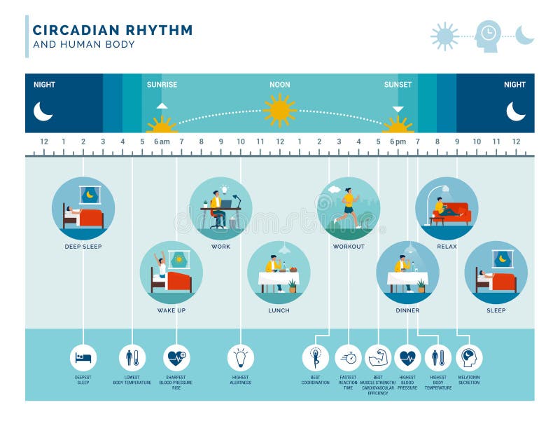 Circadian Rhythm Diagram Of Melatonin And Cortisol Hormones Level