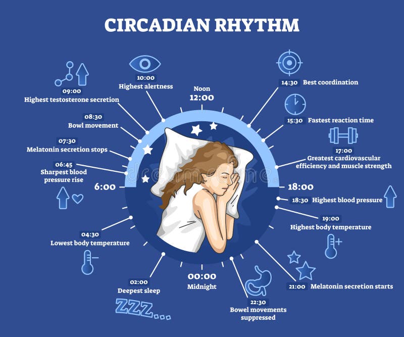 The Circadian Rhythm and Sleep-wake Cycle Stock Vector - Illustration ... The Circadian Rhythm and Sleep-wake Cycle Stock Vector - Illustration ...