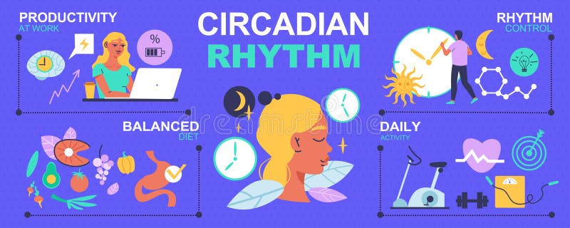 Circadian Rhythm Infographics Stock Vector - Illustration of wellness ...