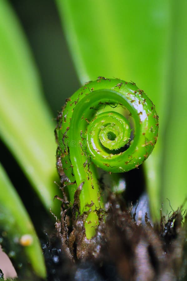 Circinate Vernation stock image. Image of fern, vernation - 19911009