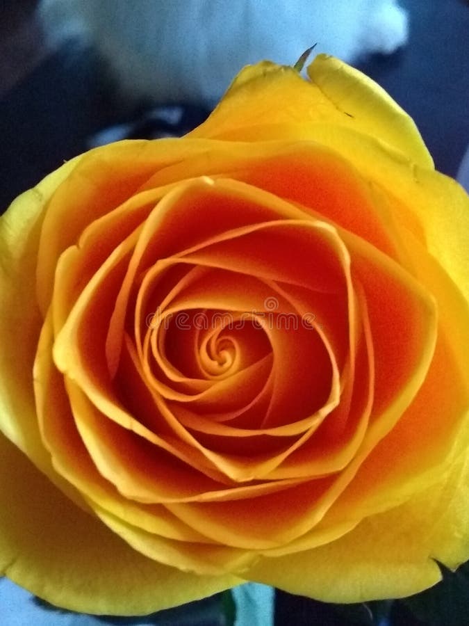 Circle of Bloom stock image. Image of bloom, power, circle - 158690179