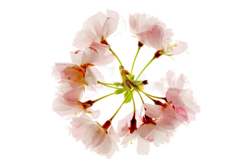 Branch with Cherry Blossoms Stock Image - Image of buds, floral: 36169881