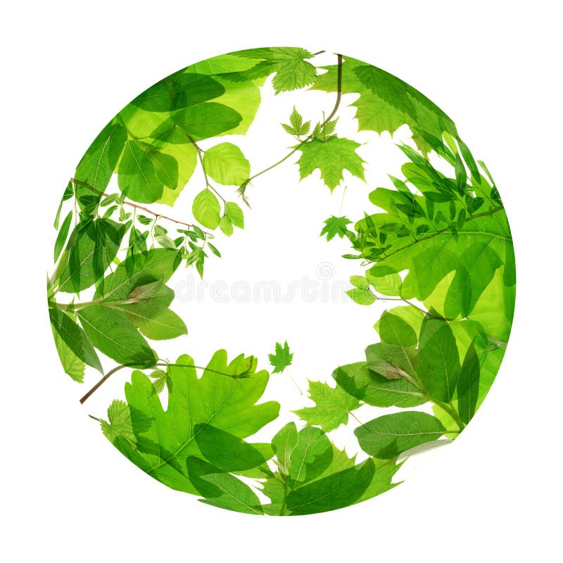 The Circle Border from Fresh Green Leaves Stock Image - Image of ...