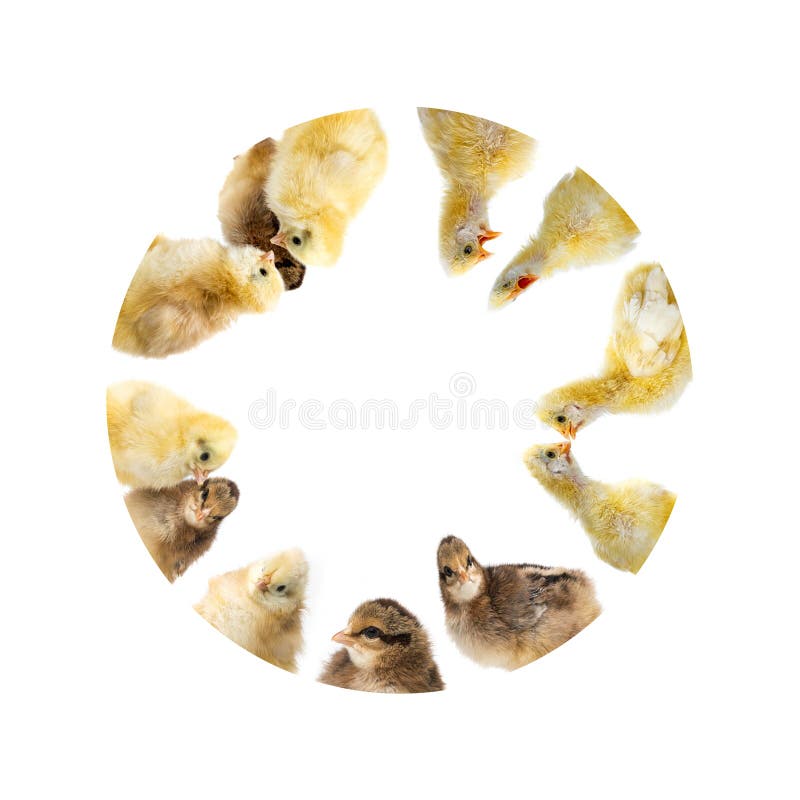 159 Circle Chickens Stock Photos - Free & Royalty-Free Stock Photos ...