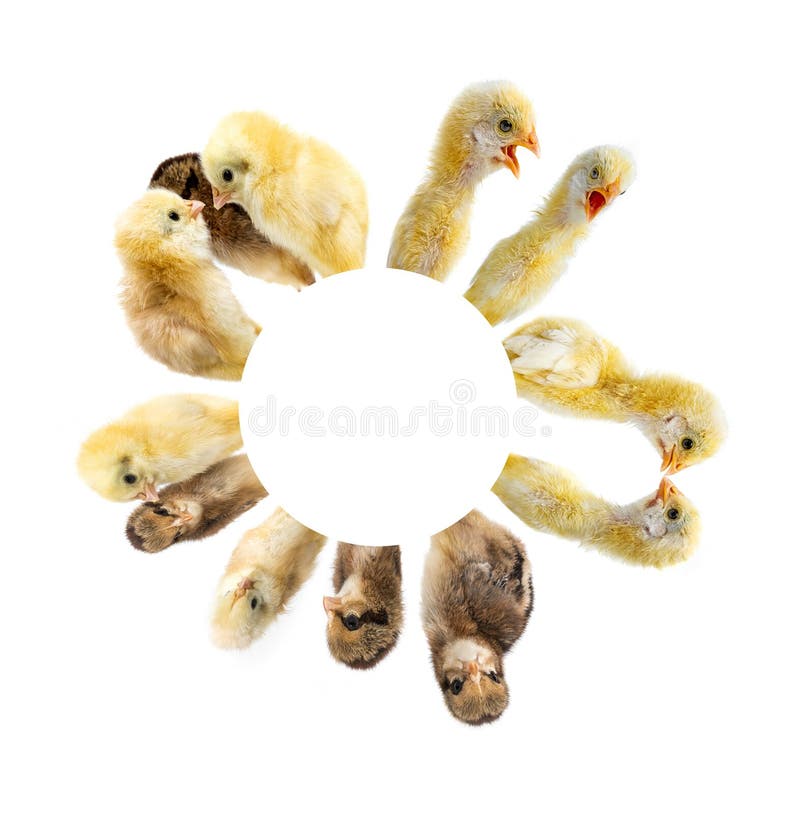 The circle from chickens stock photo. Image of wings - 133705242