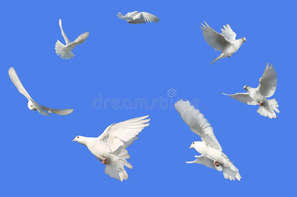 Circle of Doves stock image. Image of circle, bird, metaphor - 2485359