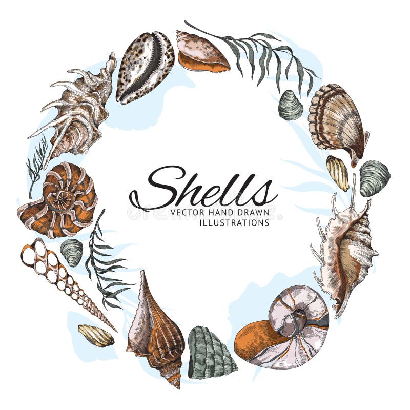 Circle Frame with Hand Drawn Shells, Vintage Engraving Vector ...