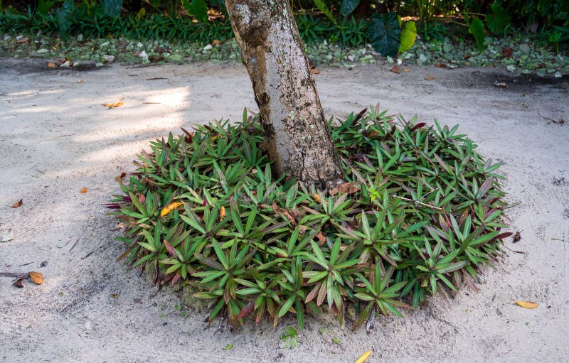 Circle of Green Plants Around a Tree Trunk Stock Image - Image of flora ...