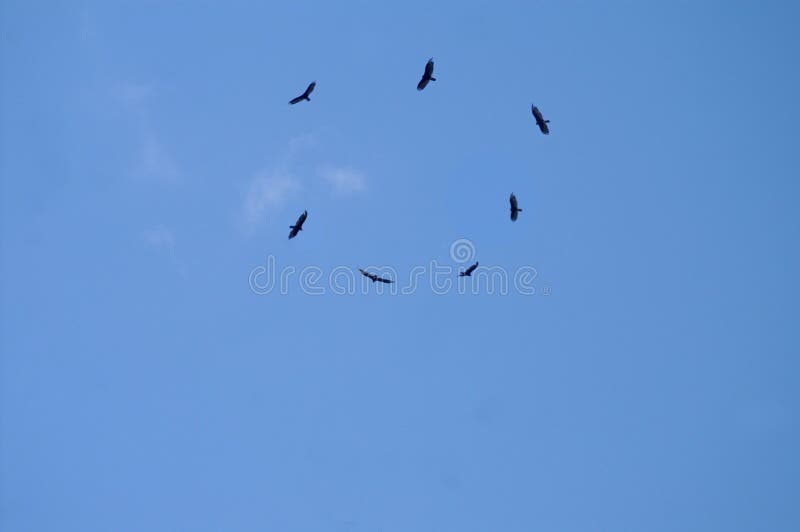 Circle of Hawks Soaring Overhead Stock Photo - Image of looking, avian ...