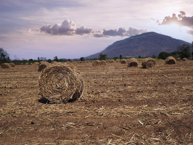 Circle Hay Stack of Sugar Leaf, Harvested Sugar Cane Stock Image ...