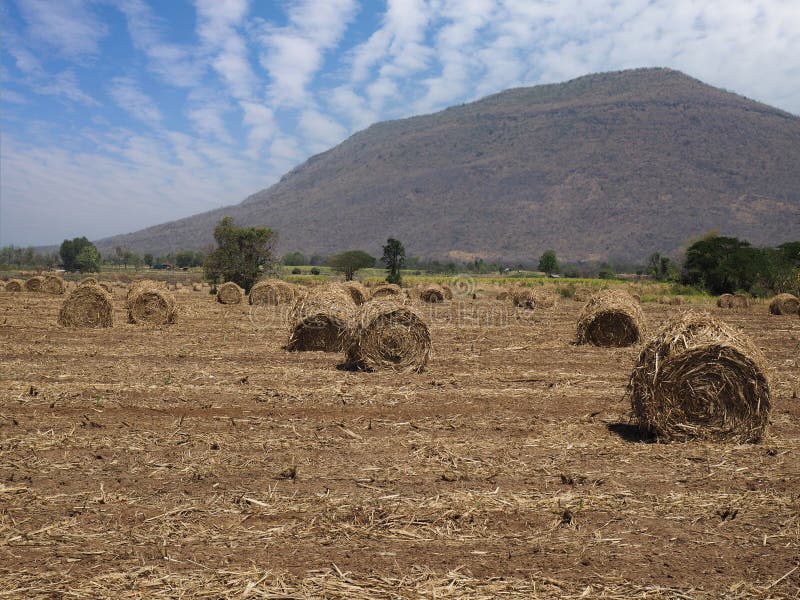 Circle Hay Stack of Sugar Leaf, Harvested Sugar Cane Stock Photo ...