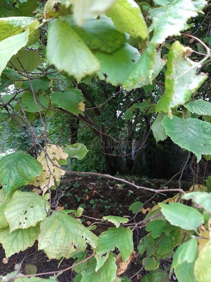 Circle with leaves stock photo. Image of tree, forest - 162733706