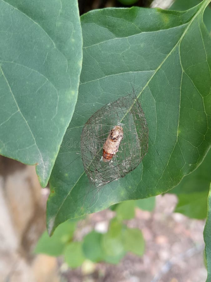 Circle of life stock image. Image of nature, natural - 295814211