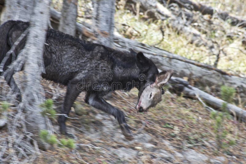 Circle of Life--Wolf and Deer in Yellowstone Stock Photo - Image of ...