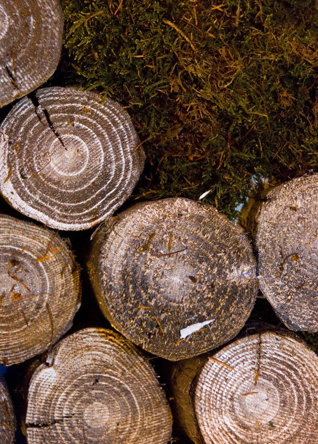 Circle Log stock image. Image of circular, background - 5937067