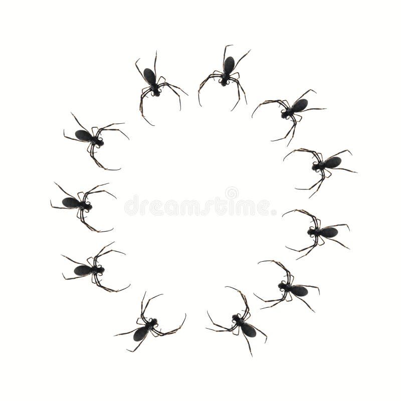 Spiders Forming a Circle on a Transparent Background Stock Image ...