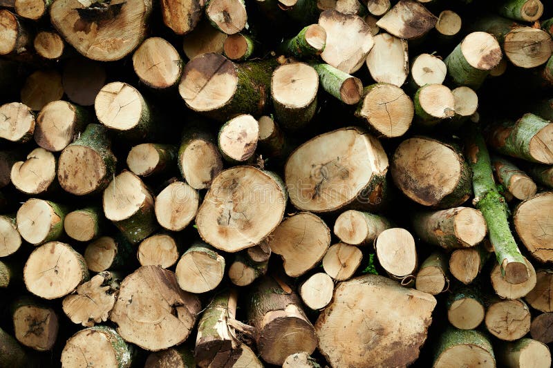 Circle Patterns of Cut Tree Trunks Stock Photo - Image of yellow ...