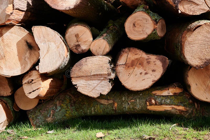 Circle Patterns of Cut Tree Trunks Stock Photo - Image of lumber, stack ...