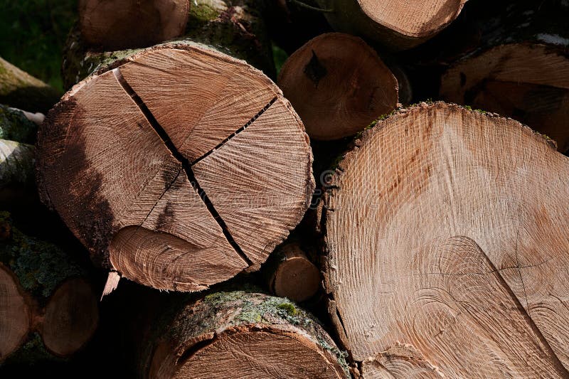 Circle Patterns of Cut Tree Trunks Stock Image - Image of lumberstack ...