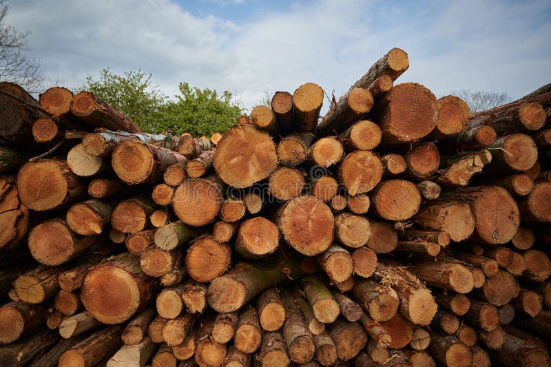 Circle Patterns of Cut Tree Trunks with Blue Cloudy Sky Stock Photo ...