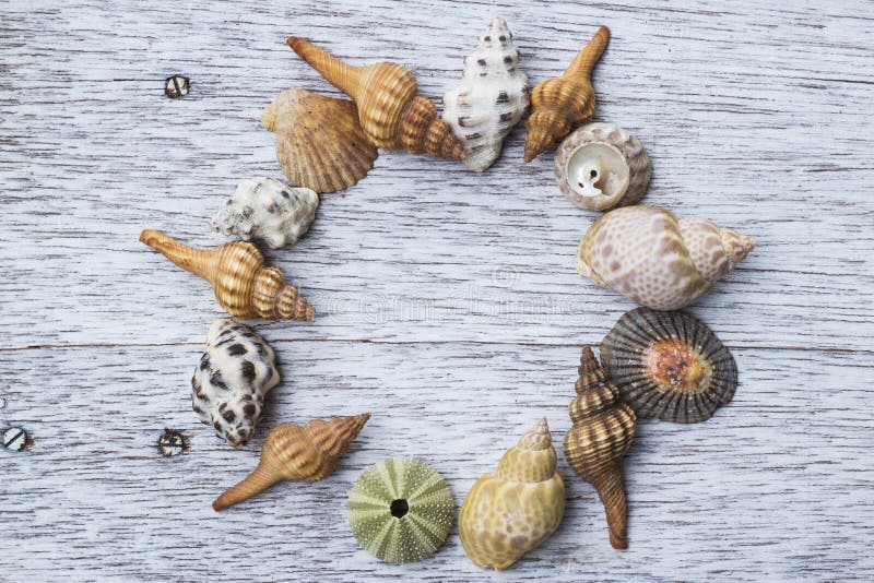 Circle seashell frame stock photo. Image of black, circle - 77940730