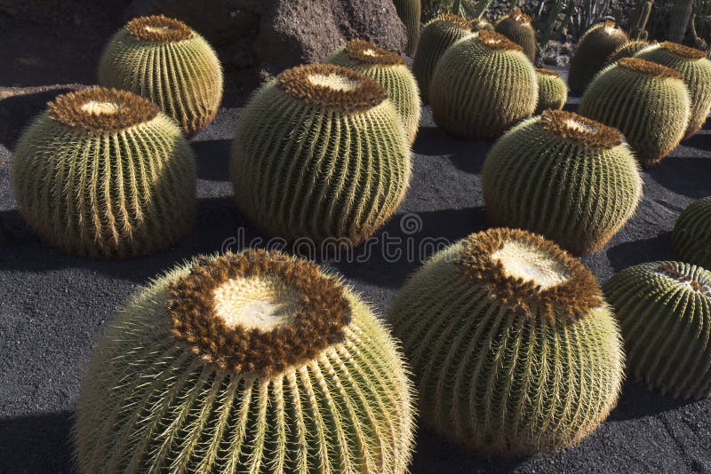 Circle Shape Cactuses stock image. Image of sand, sharp - 23228473