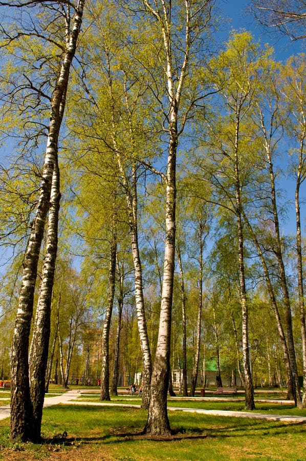 Circle of spring birches stock image. Image of round - 10894353
