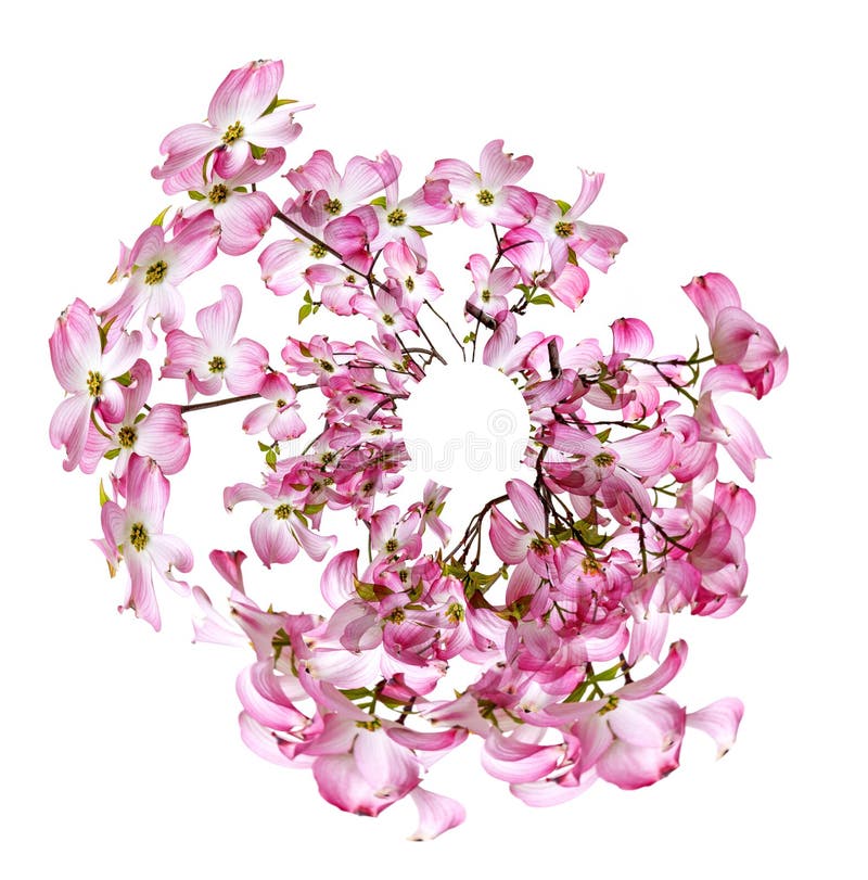 Circle Spring Frame Of Pink Flowers Hyacinth, Violet Crocuses And Quail ...