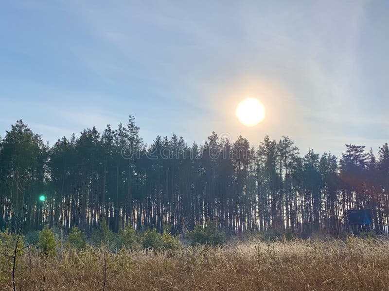 Circle of Sun Over a Pine Forest. Trees in the Forest Against the Sky ...