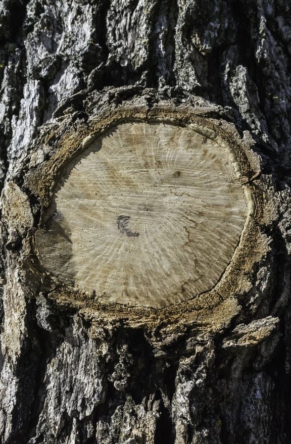 Circle of Tree Bark after Cutting Stock Image - Image of national, bark ...