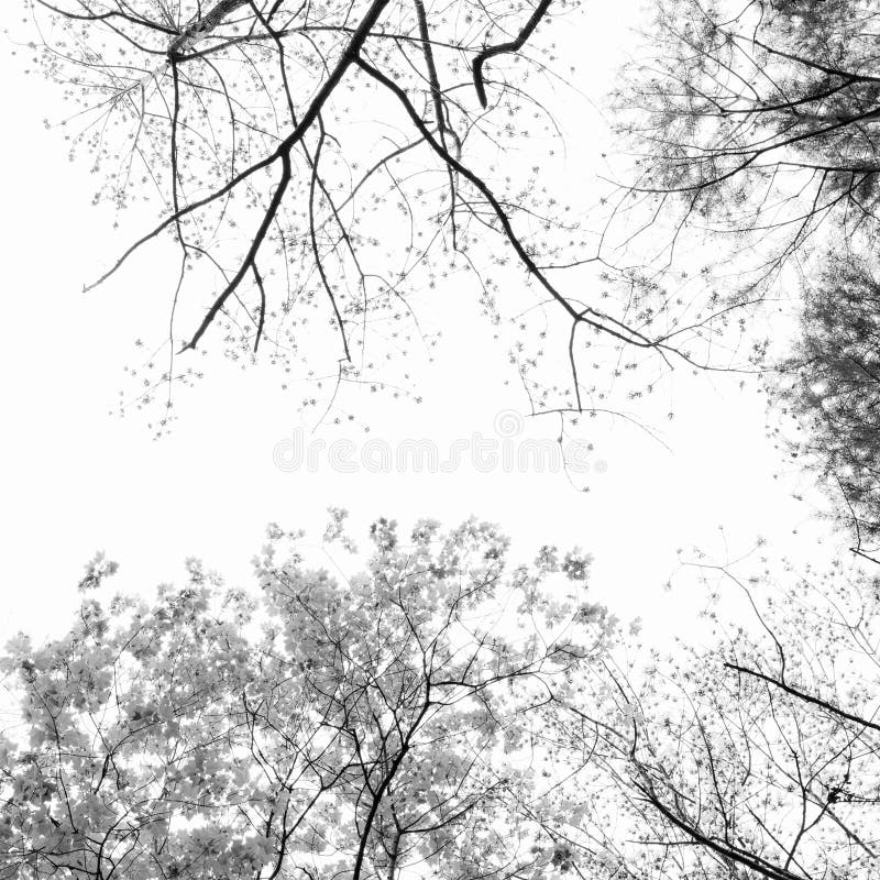 Circle Tree Border stock image. Image of woods, trees - 52853501