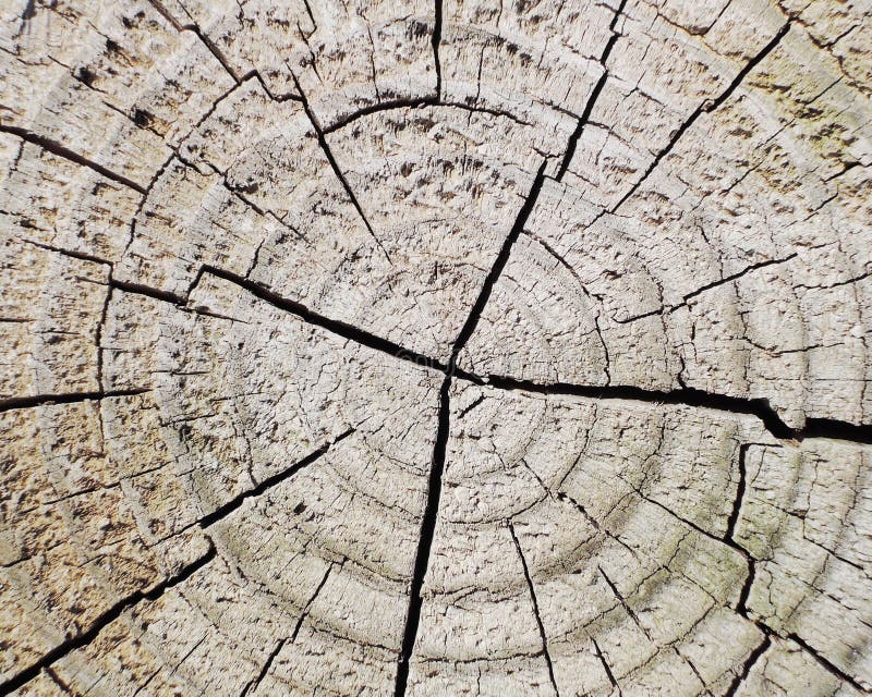 Circle tree texture stock photo. Image of plank, grunge - 30930784