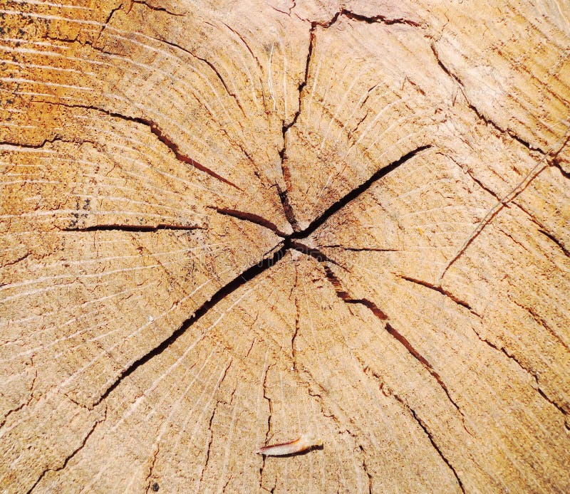 Circle tree texture stock photo. Image of plank, grunge - 30930784