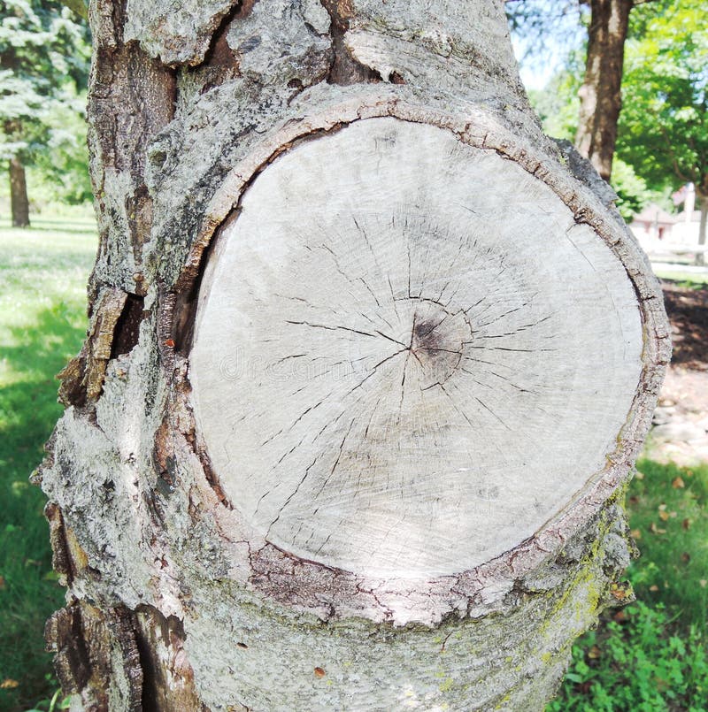Tree circle texture stock photo. Image of board, circle - 34613916