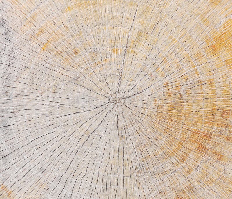 Circle tree texture stock photo. Image of plank, grunge - 30930784