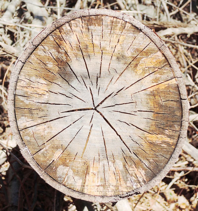 Tree circle texture stock photo. Image of cortex, rind - 39695272